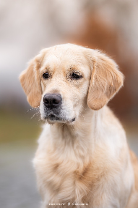 Alexia Atevi's Gold :: Atevi'sGold